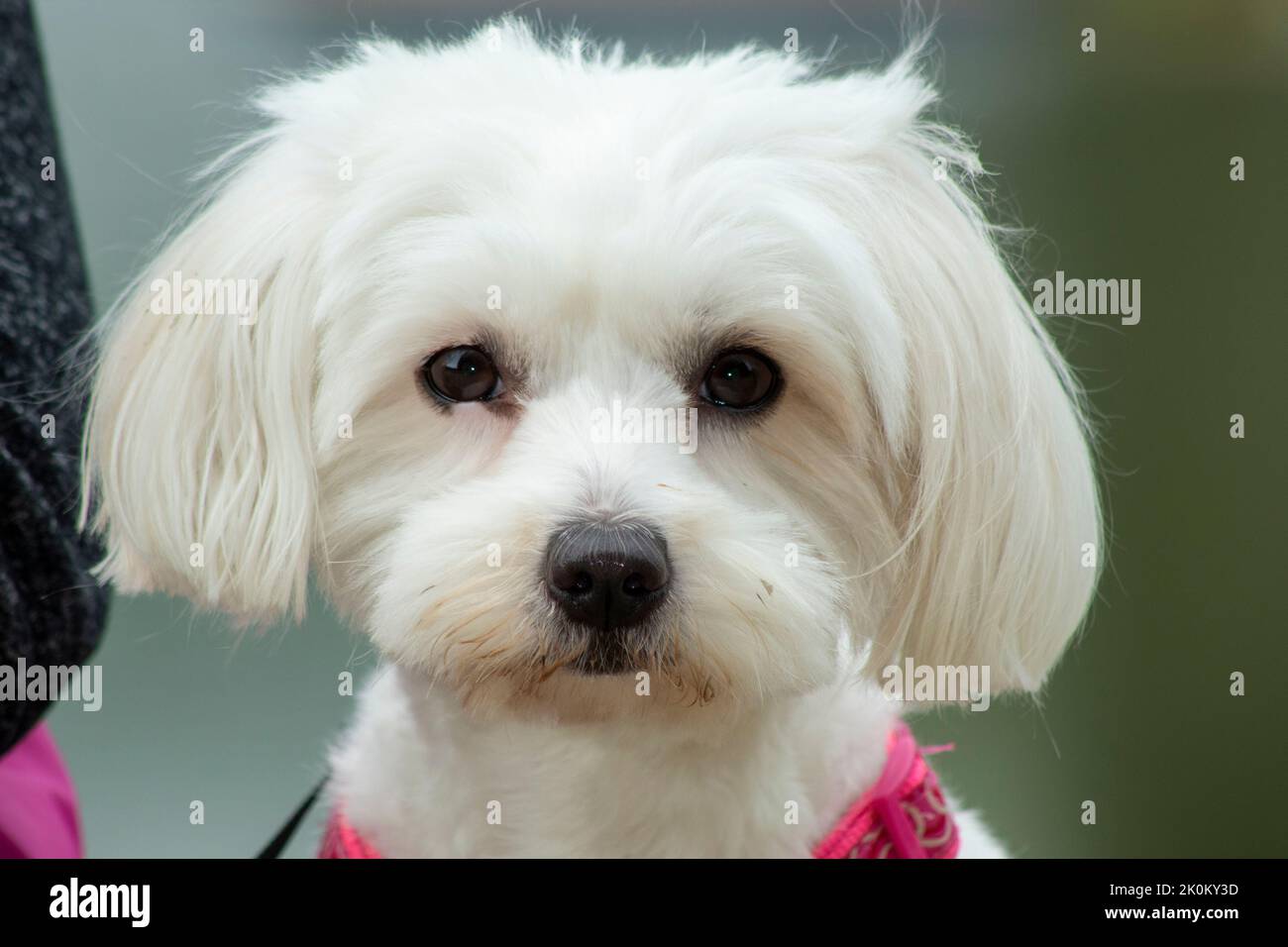 Side view fluffy white maltese hi-res stock photography and images - Alamy