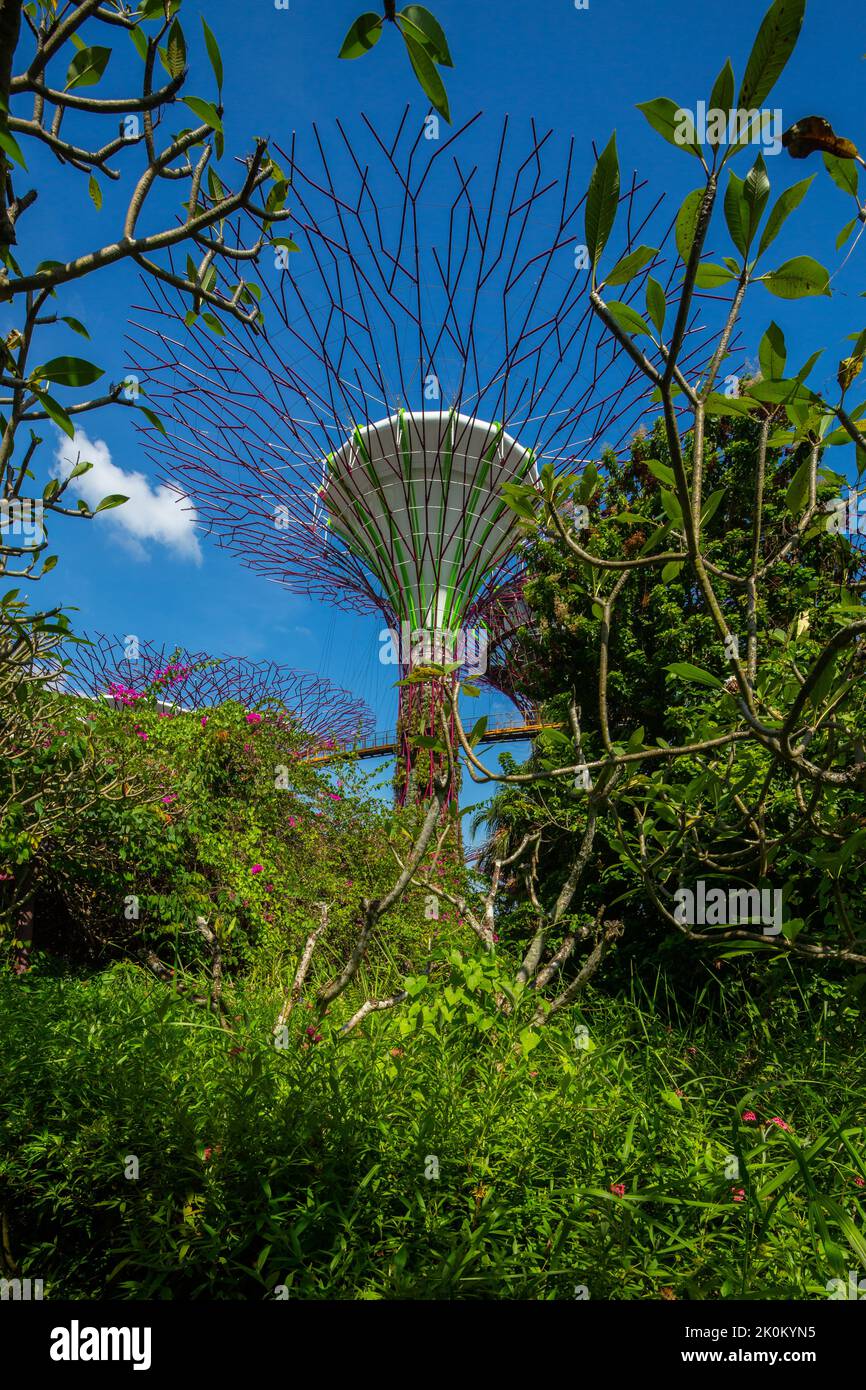 Vertical view of Supertrees at Gardens by the Bay. Singapore Stock ...