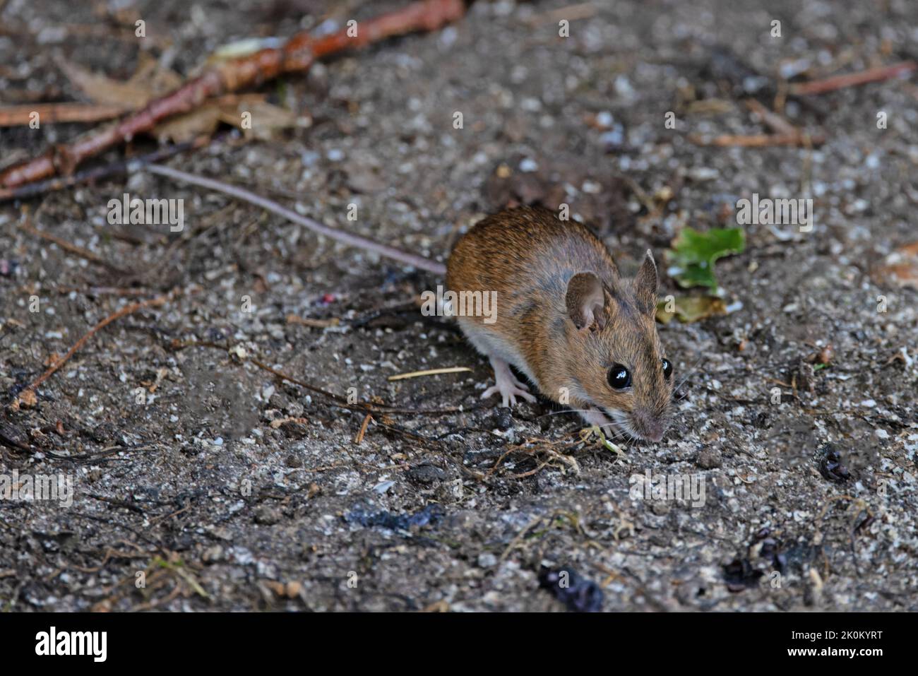 Common mouse uk hi-res stock photography and images - Alamy