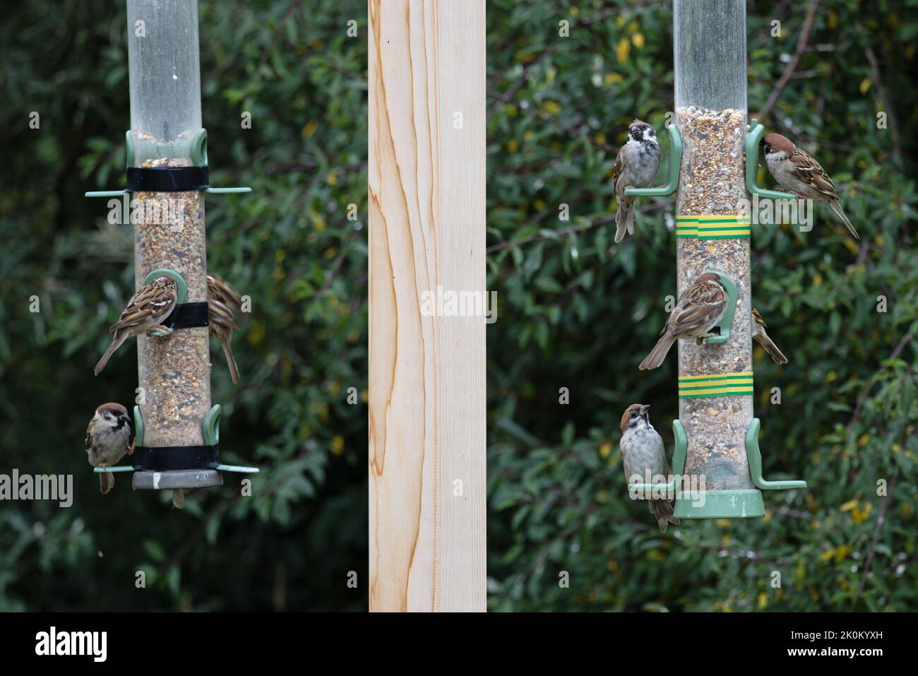 Bird feeders tree hi-res stock photography and images - Alamy