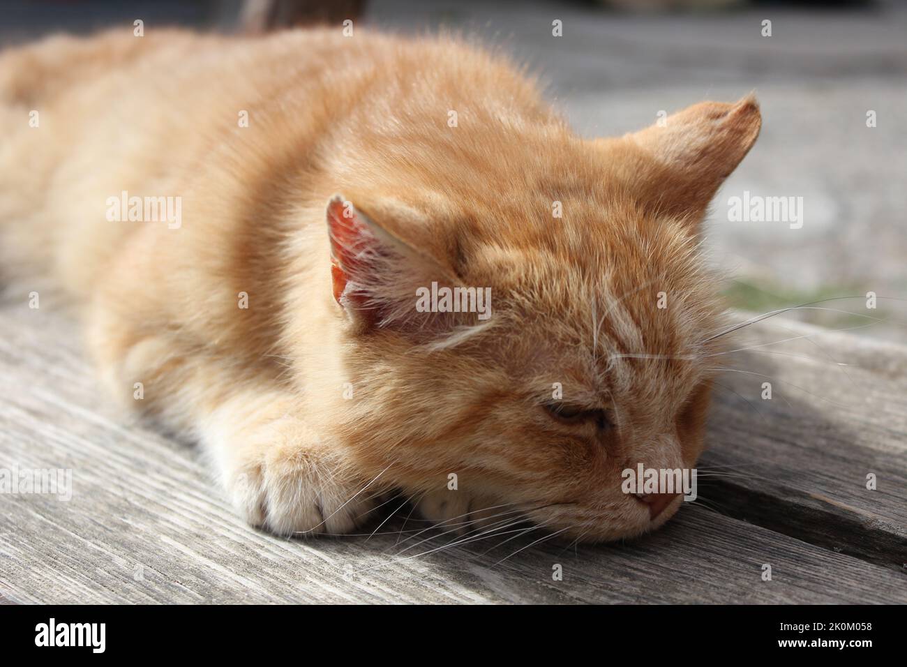 schlafende rote Katze auf Holzbank Stock Photo - Alamy