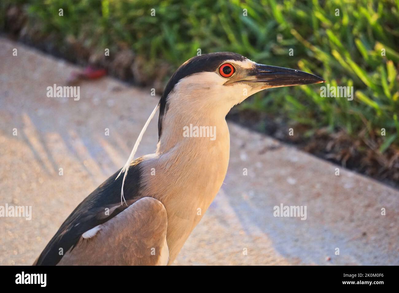 Red eyed bird hi-res stock photography and images - Alamy
