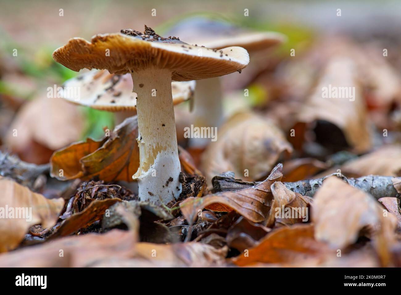 toadstools growing on a forrest floor in a UK autumn Stock Photo - Alamy