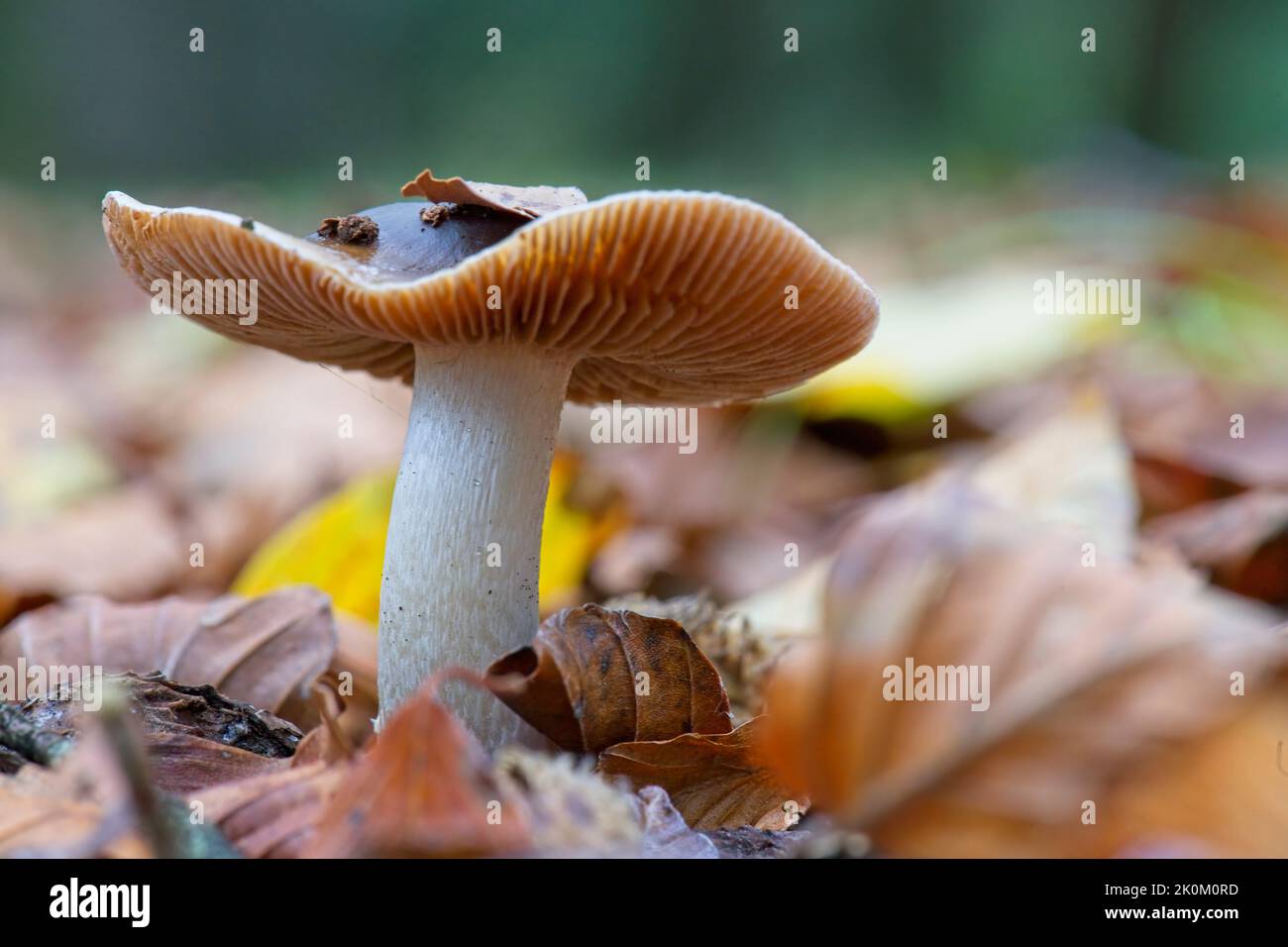 toadstools growing on a forrest floor in a UK autumn Stock Photo - Alamy