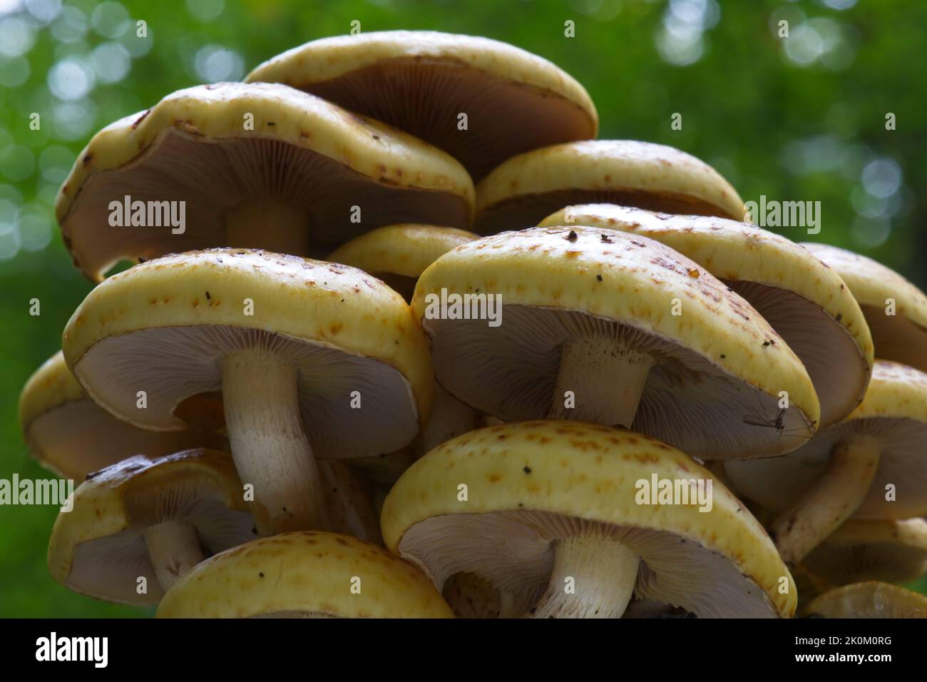 toadstools growing on a forrest floor in a UK autumn Stock Photo - Alamy