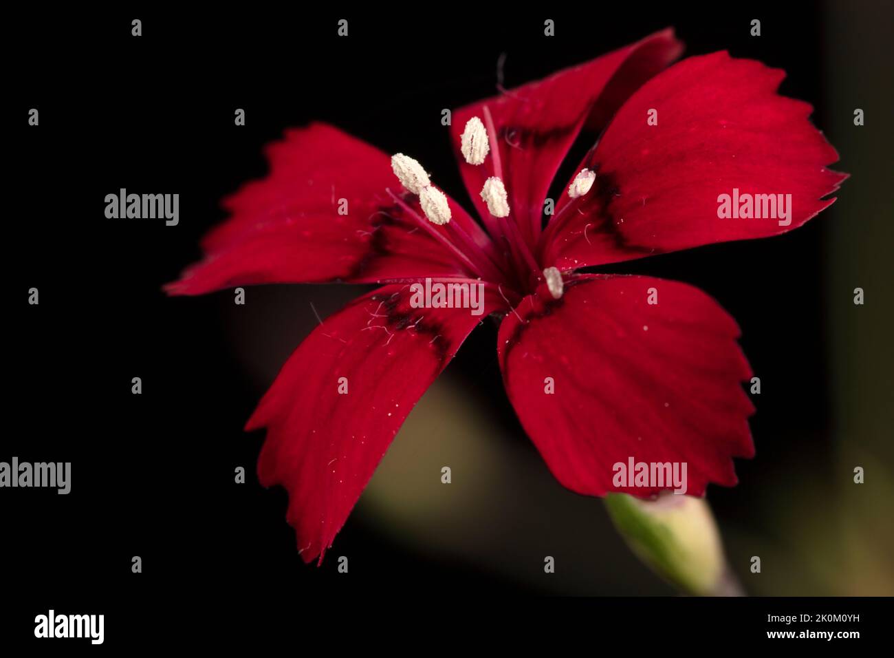 A low, red flower, with five petals. Perennial in a garden. Here is a ...