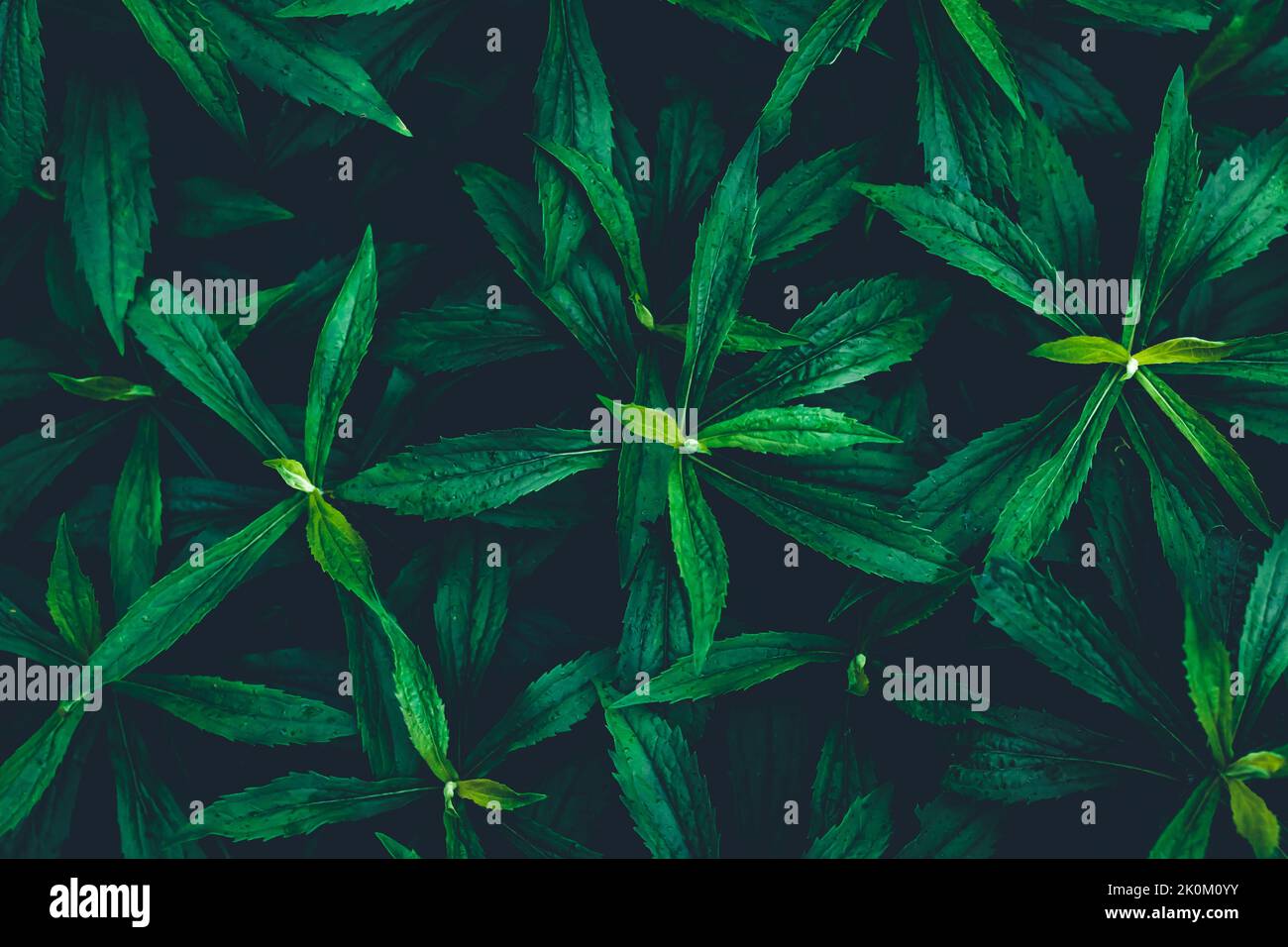 Green leaves pattern, summer natural plant backgrounds, nature ...