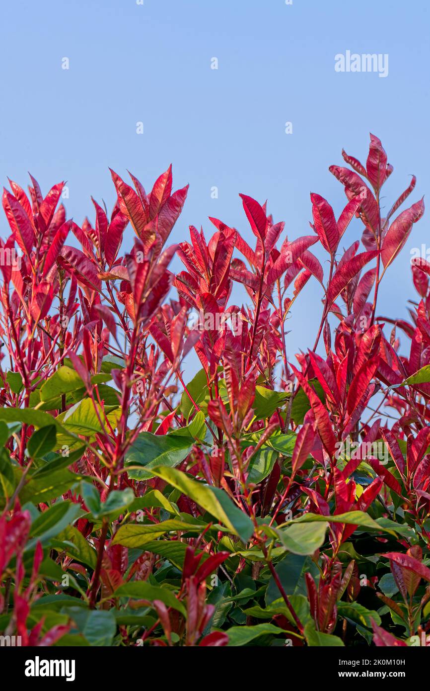 Photinia - red robin - hedge Stock Photo - Alamy