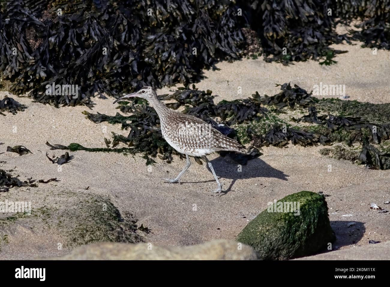 Curlew egg hi-res stock photography and images - Alamy