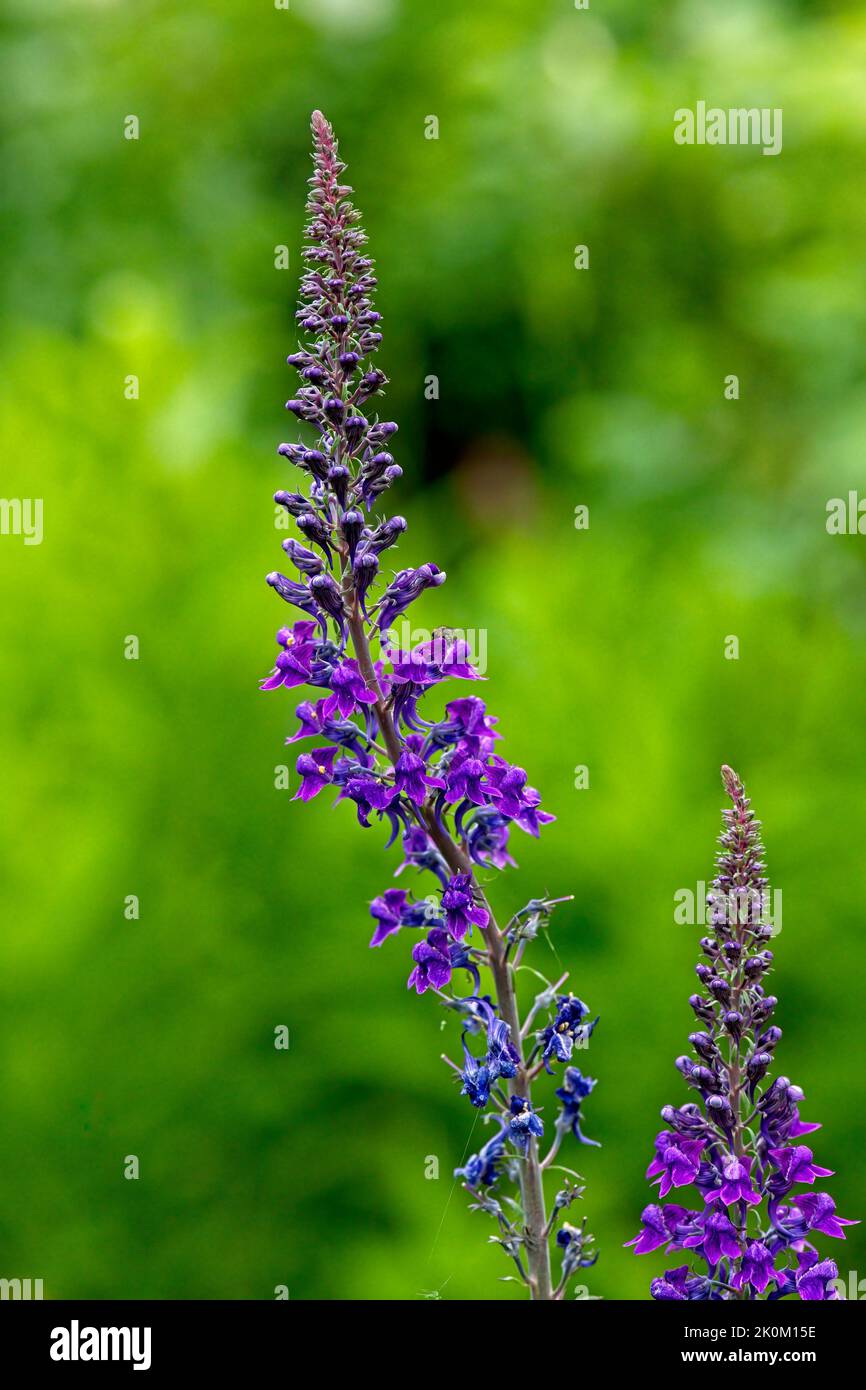 Purple toadflax linaria hi-res stock photography and images - Alamy