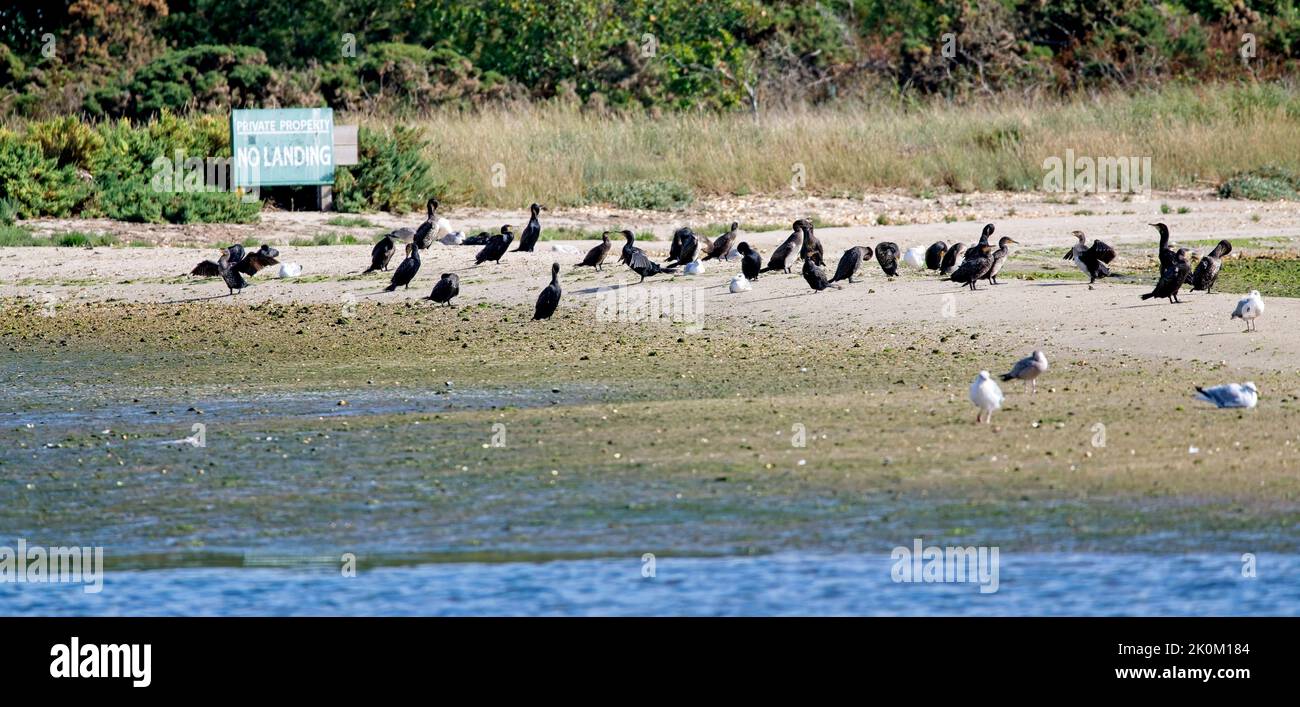Cormorants and gulls resting on a beach Stock Photo - Alamy