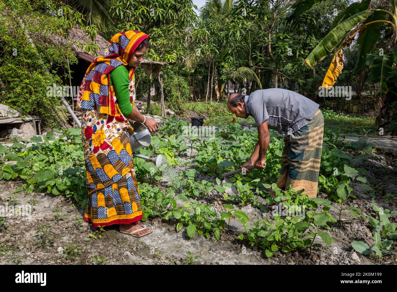 Vegetable cultivation near Shyamnagar. The people in the small ...