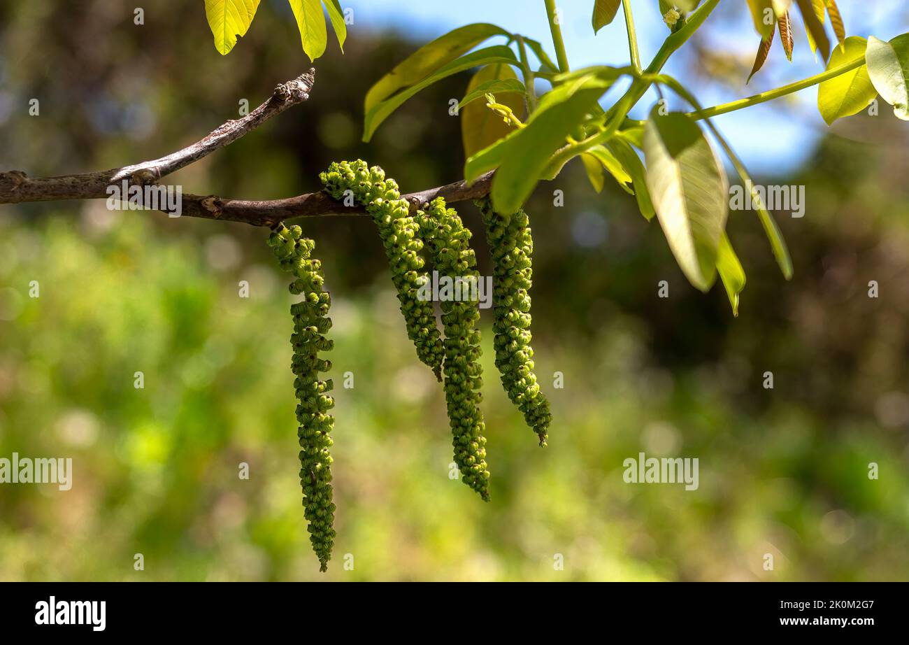 Branch mulberry tree fruit hi-res stock photography and images - Alamy