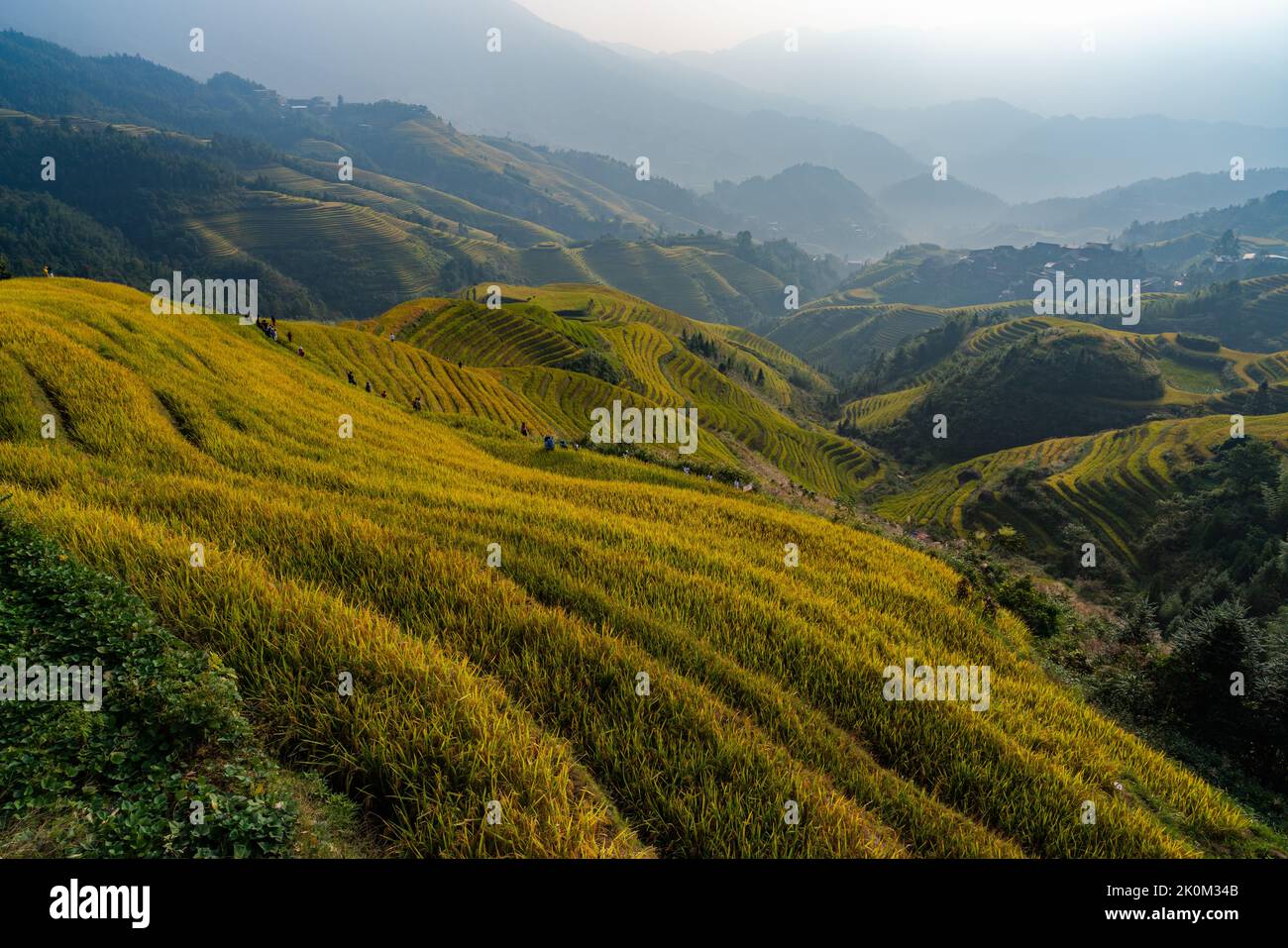 Longji Rice terraces China aerial view sunrise Stock Photo - Alamy