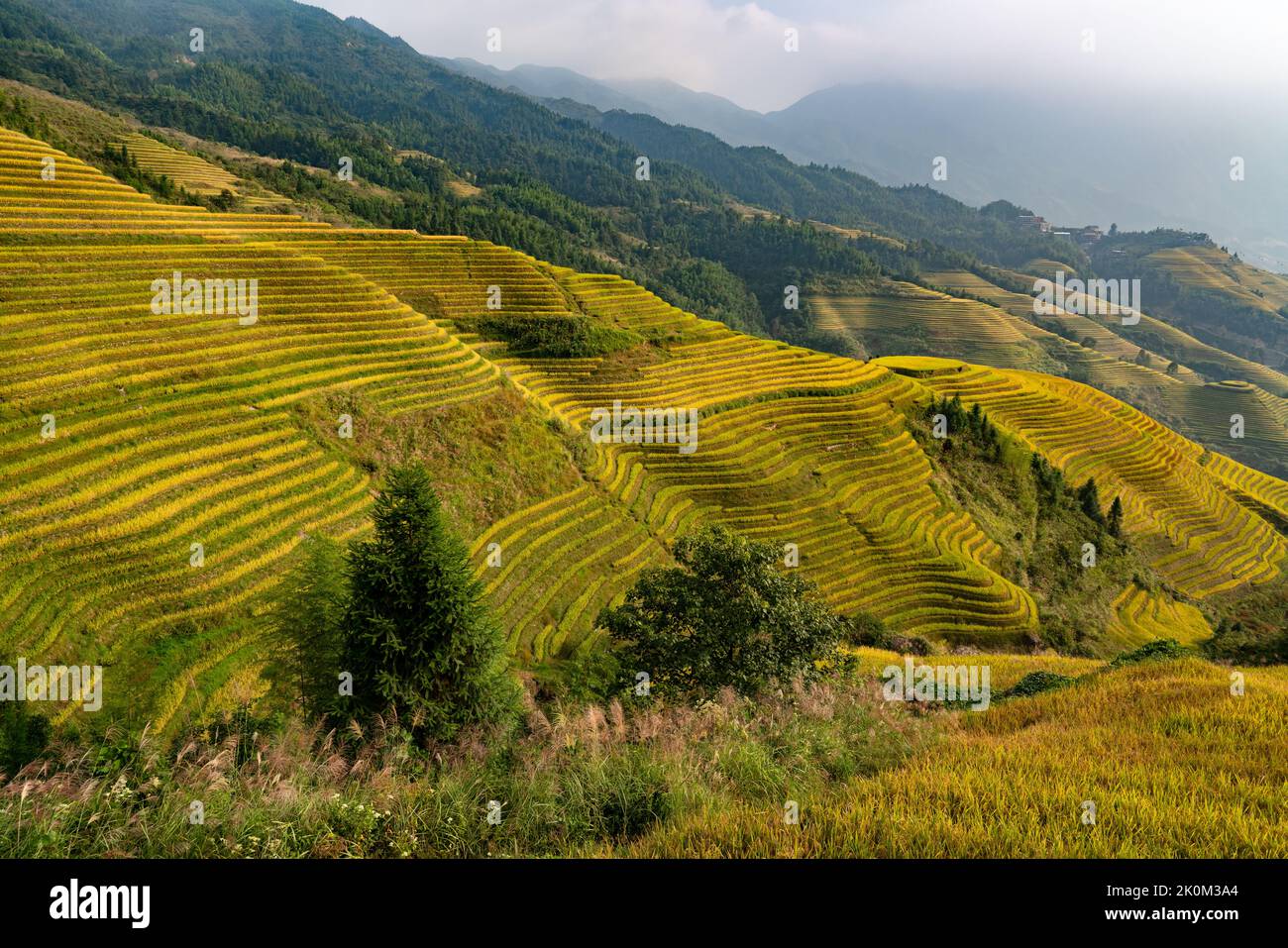 Longji Rice terraces China aerial view sunrise Stock Photo - Alamy
