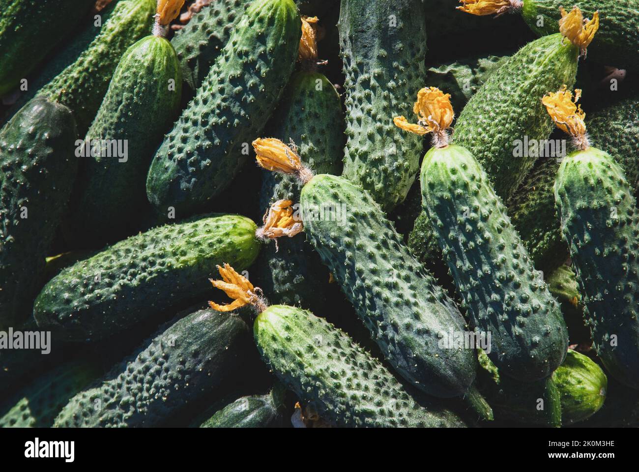 Harvested cucumbers in pile, whole cucumbers as food vegetable ...