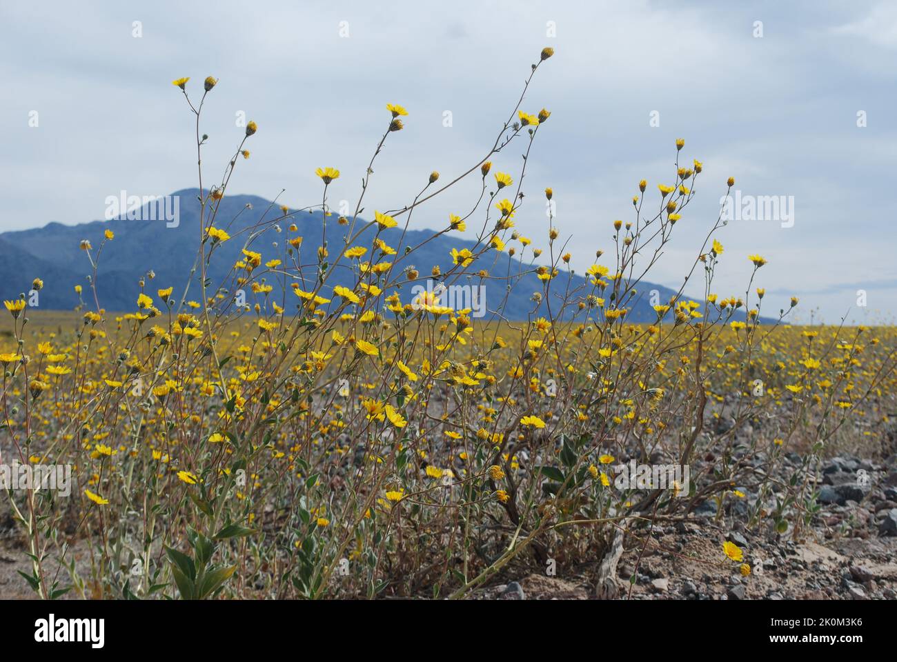 A beautiful view of small yellow flowers with a mountain in the ...