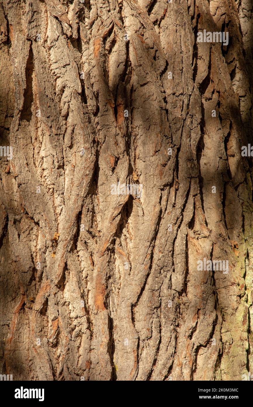 Ancient Oak tree (Quercus) trunk. Tree bark close up. Detail Stock ...