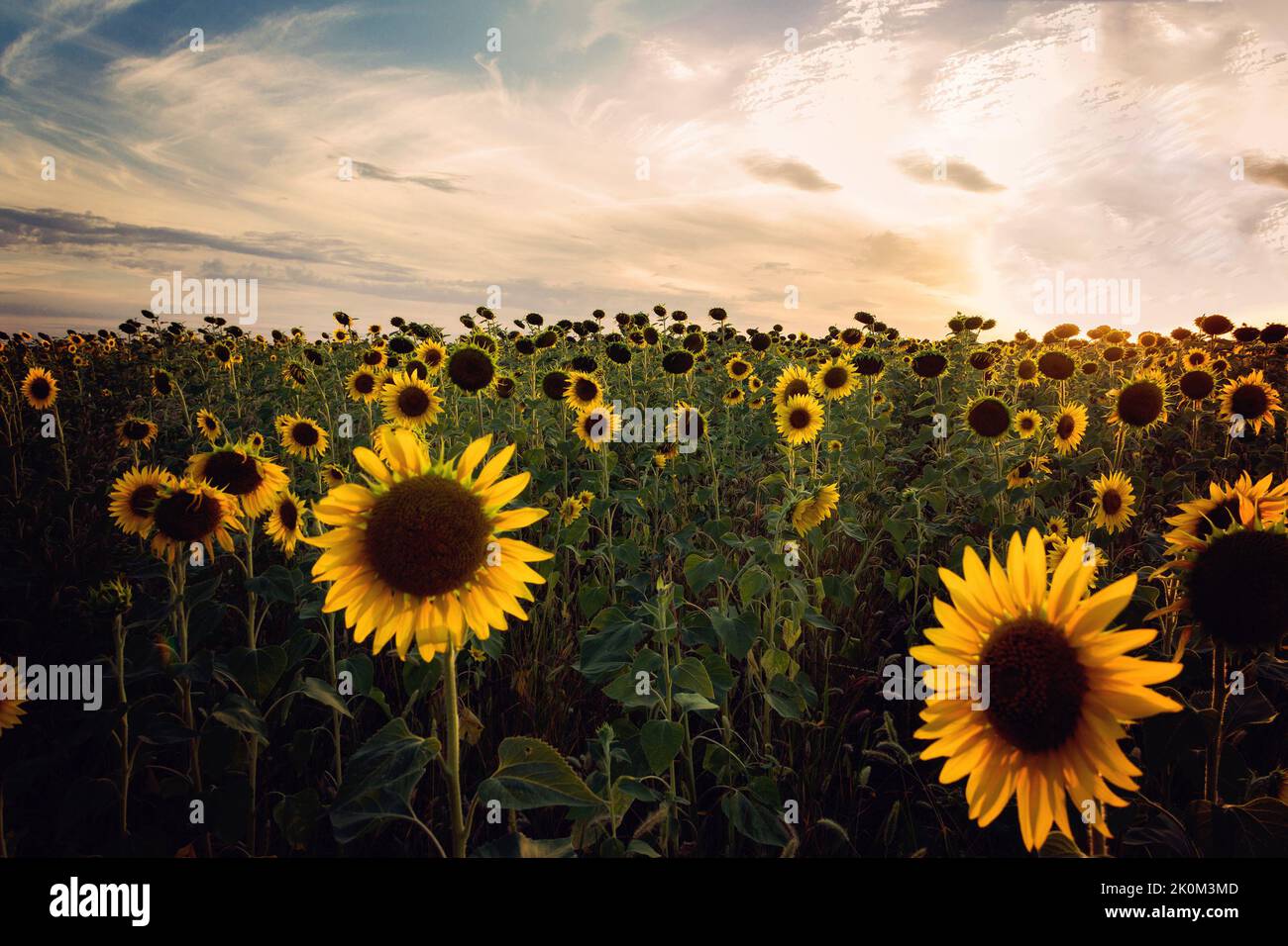 Sunflower field evening hi-res stock photography and images - Alamy