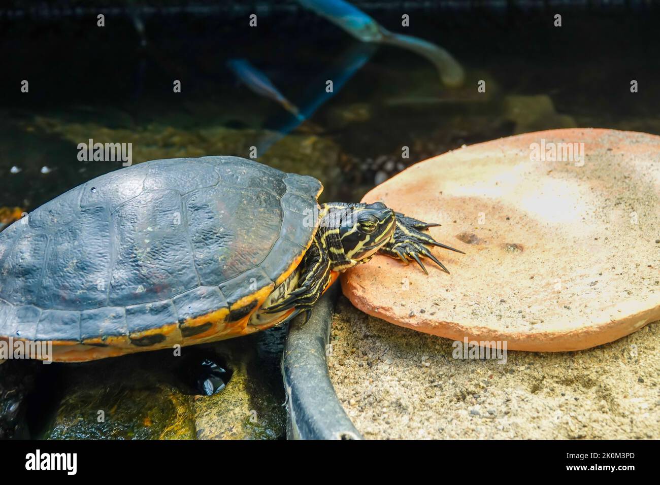 Turtle is resting on a small bottom Stock Photo - Alamy