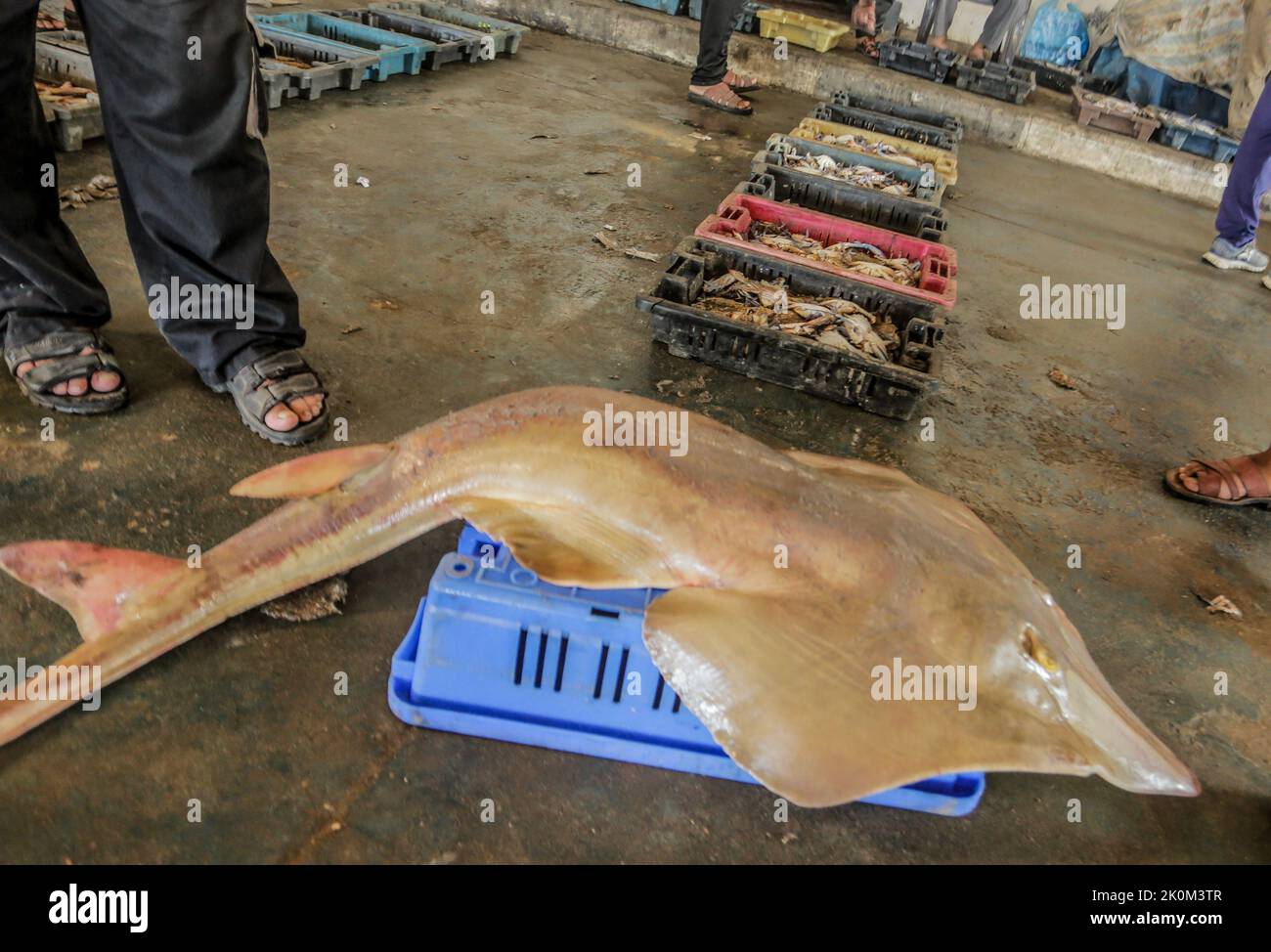 Gaza, Palestine. 12th Sep, 2022. Palestinian fishermen display fish in ...