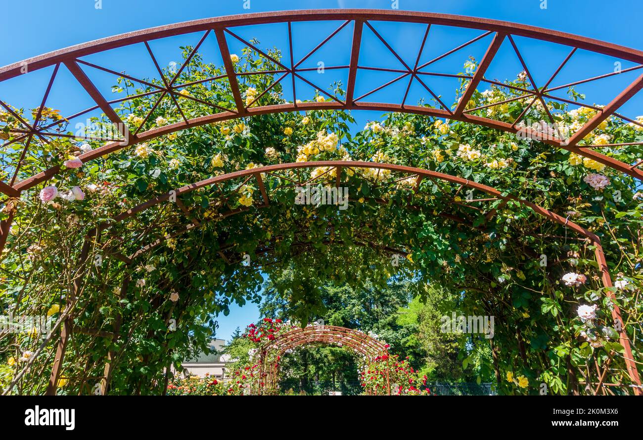 Arbors iwth rosses at a garden in Seatac, Washington Stock Photo - Alamy