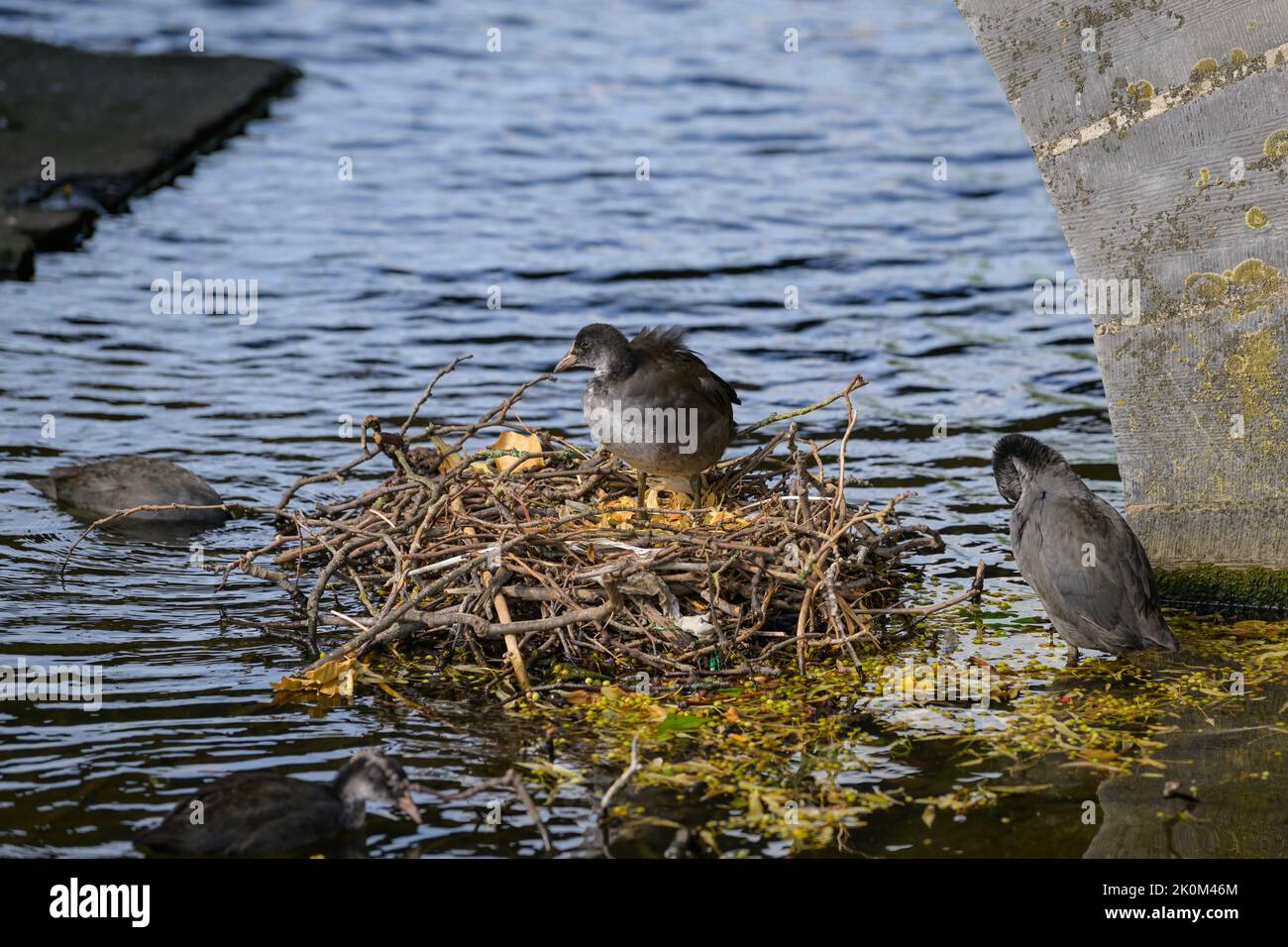 Young Eurasian coots in a nest under a bridge in Bruges (Belgium ...