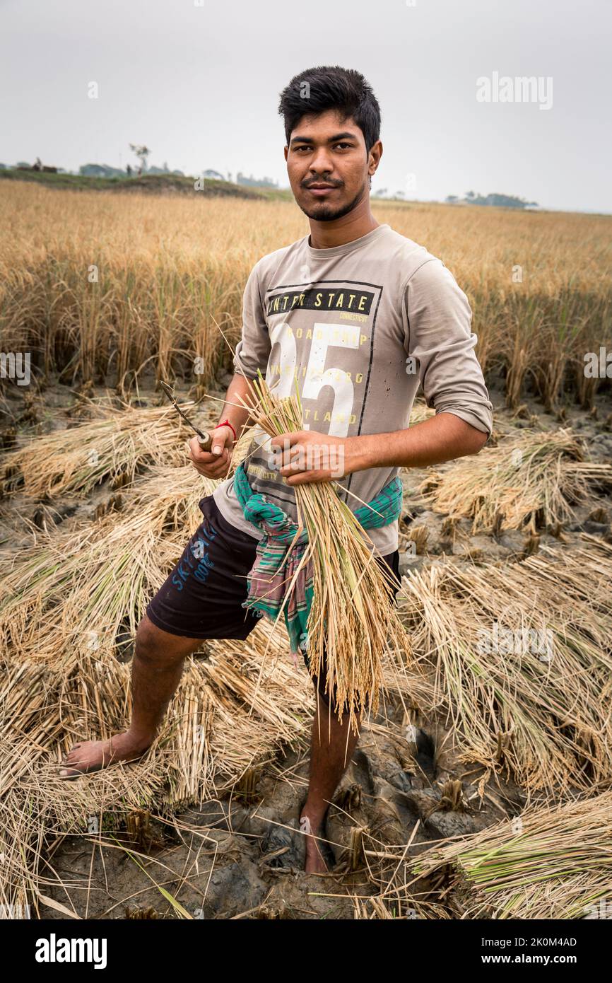Rice farmers harvesting rice near Shyamnagar. The people in the small ...