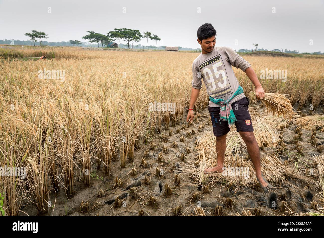 Rice farmers harvesting rice near Shyamnagar. The people in the small ...