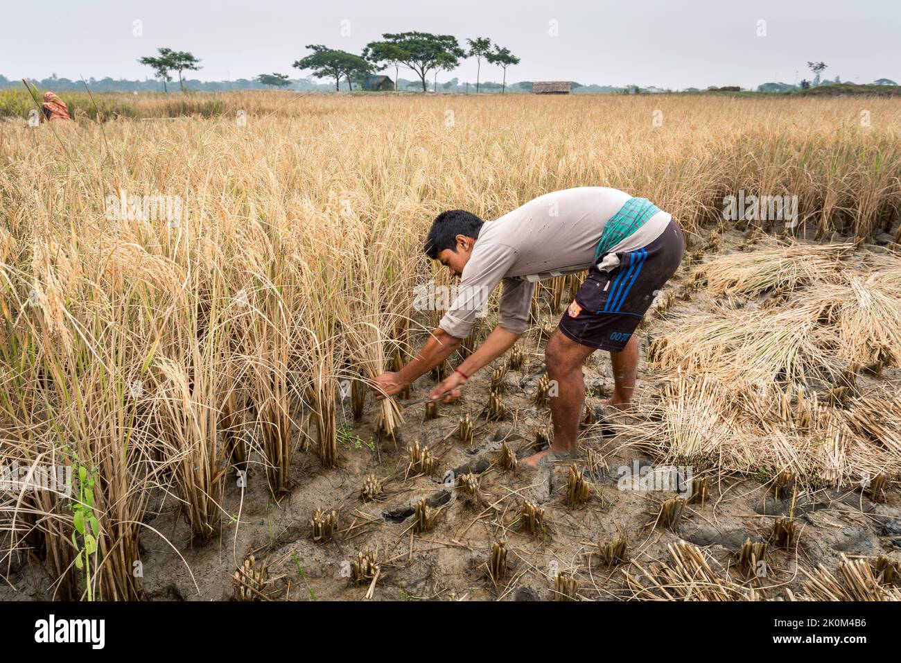 Rice farmers harvesting rice near Shyamnagar. The people in the small ...