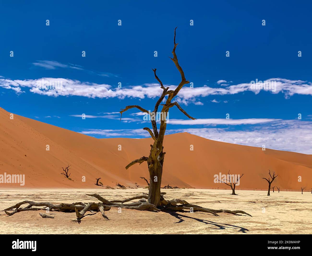 Dead tree in front of huge sand dunes of Sossusvlei Stock Photo - Alamy