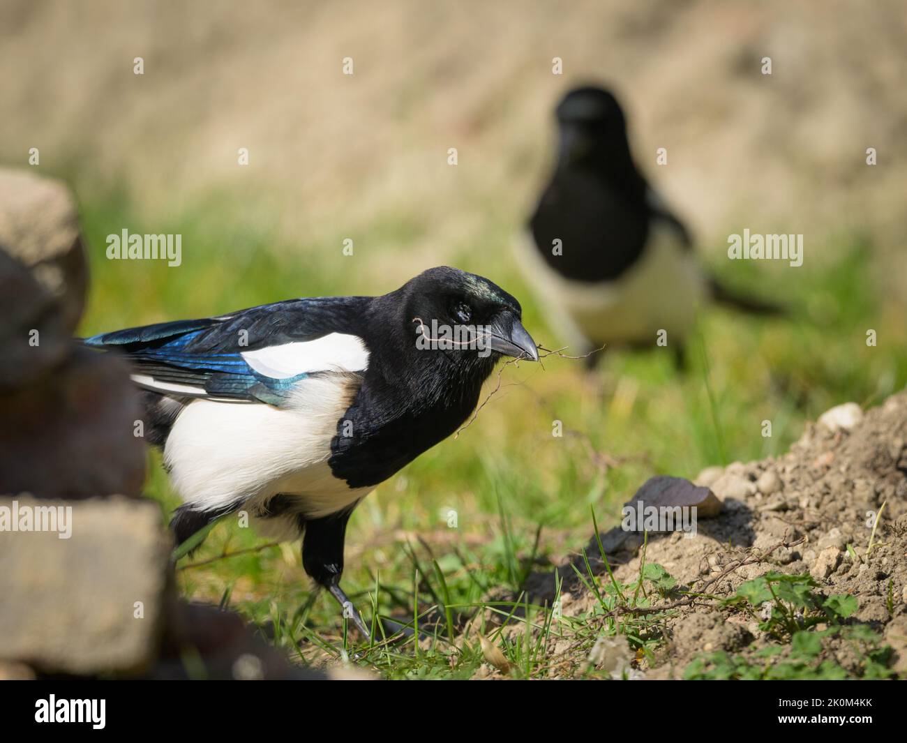 A common magpie (Pica pica) walking and searching for nesting material ...