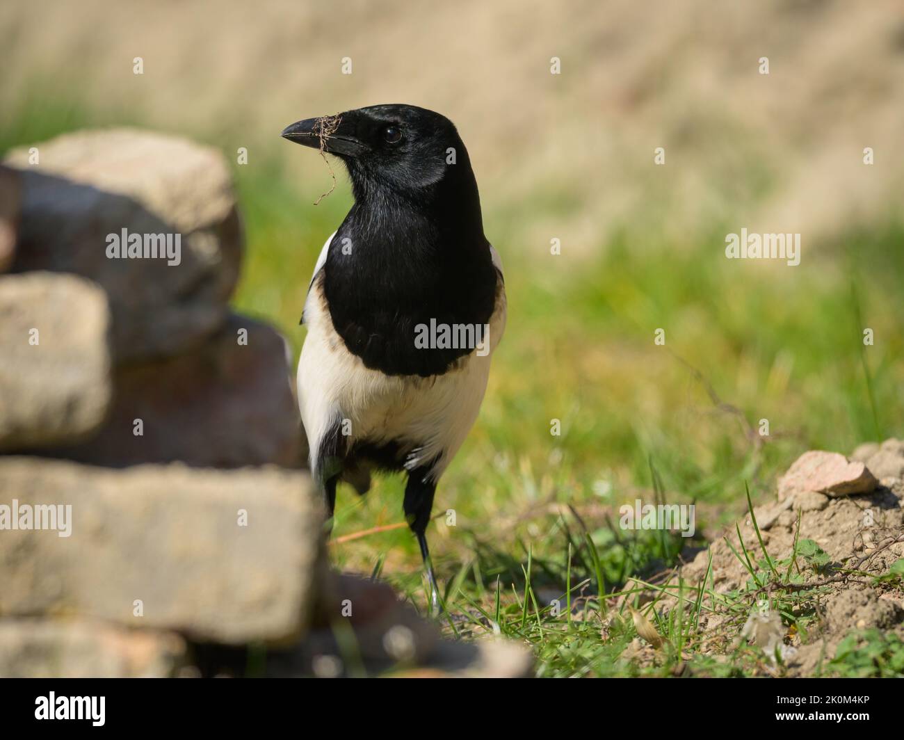 A common magpie (Pica pica) walking and searching for nesting material ...