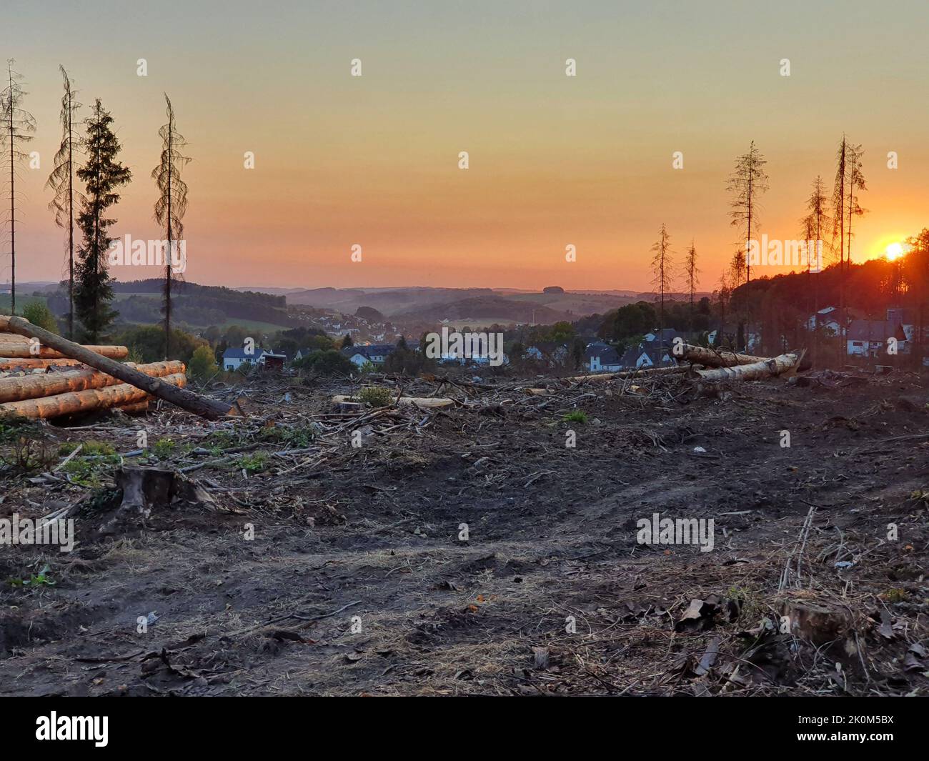 Death forest hi-res stock photography and images - Alamy