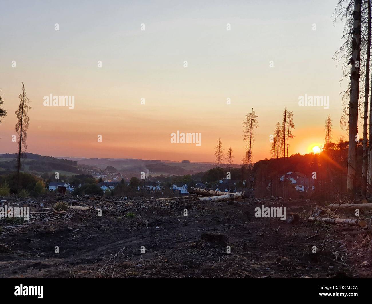 Death forest hi-res stock photography and images - Alamy