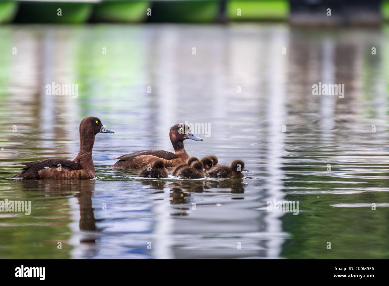 Tufted duck Family swims with their ducklings in green lake water. A ...