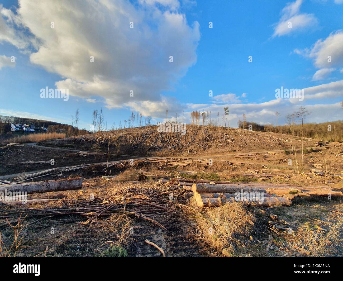 Death forest at a hill with trees Stock Photo - Alamy