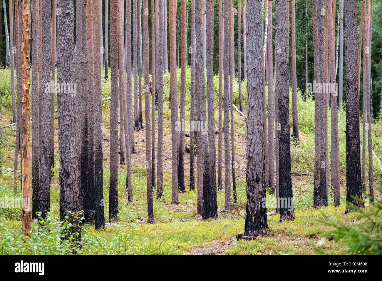 Burnt pine forest. Burnt trees. The forest recovered after the fire ...