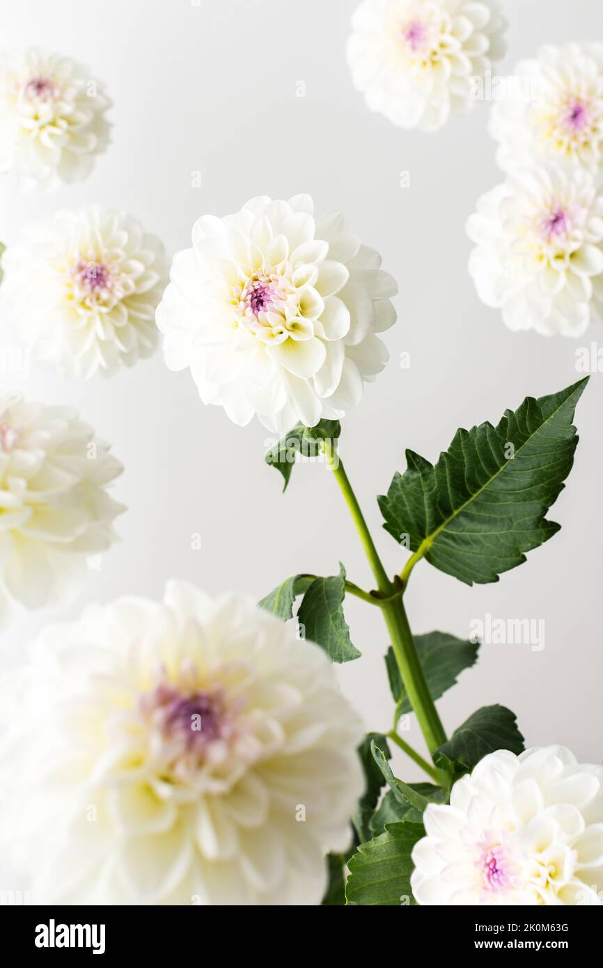 Beautiful autumn spherical dahlias flowers with leaves close up on a ...