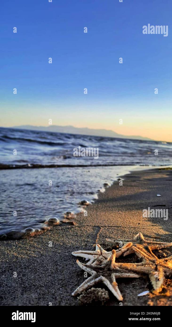 The sea stars on a beach Stock Photo - Alamy