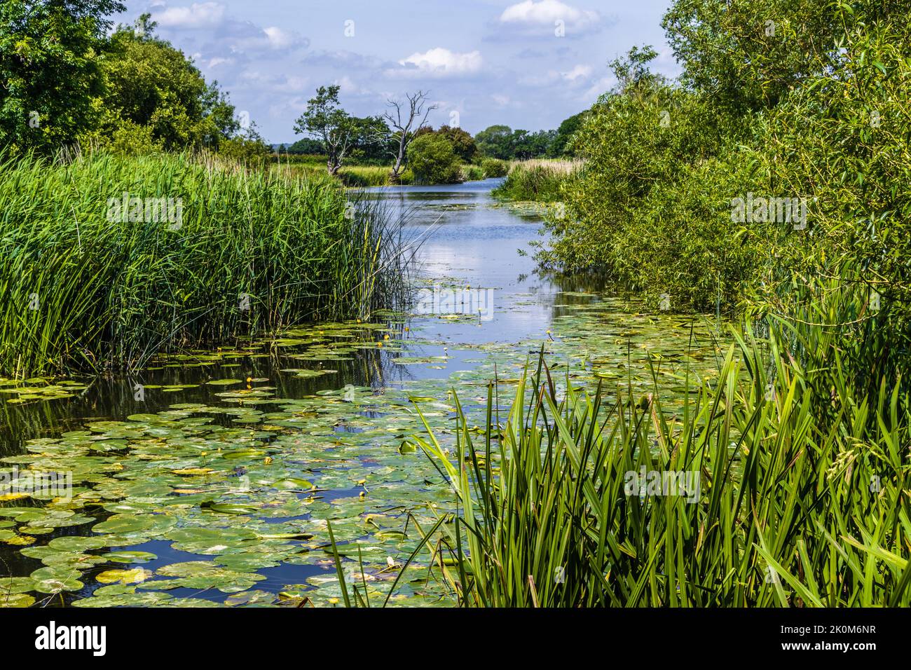 Ricer lily hi-res stock photography and images - Alamy