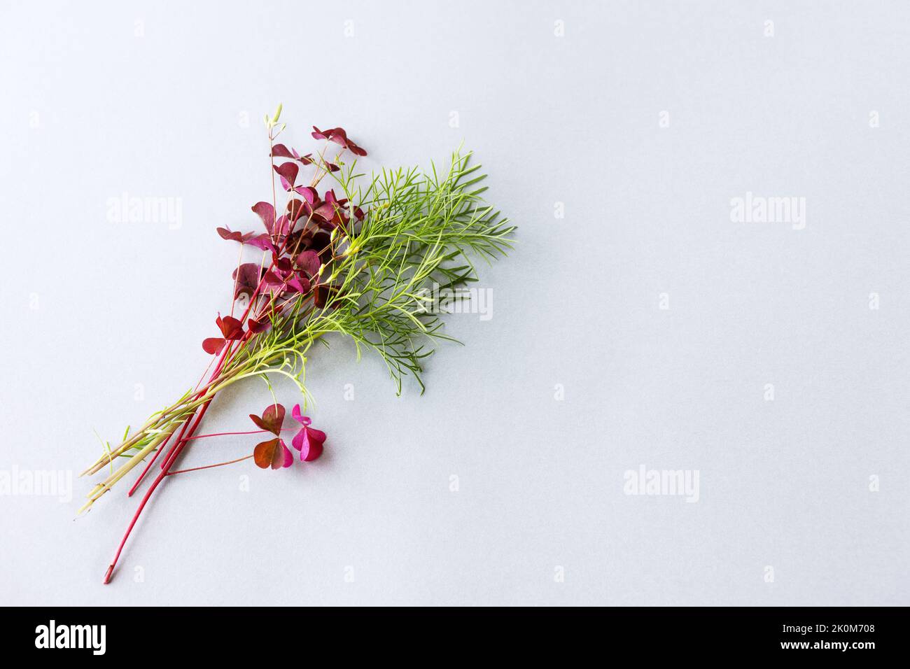 Sprigs of purple oxalis and green cosmos on a gray background. Flat lay ...