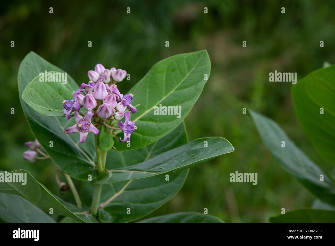 Closeup of purple tiny flowers surrounded by green leaves Stock Photo ...