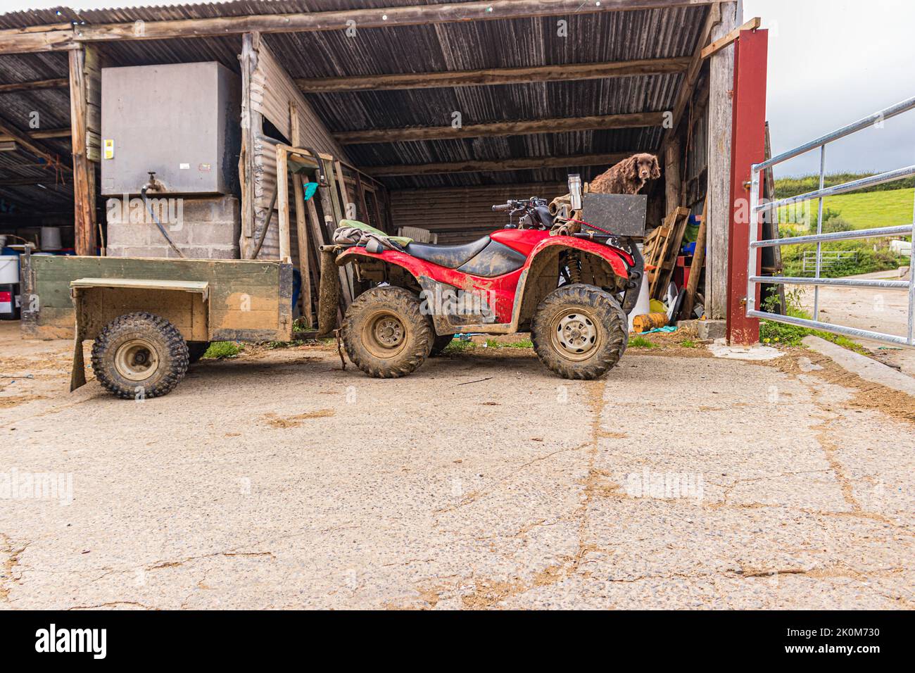 Farm dog on quad hi-res stock photography and images - Alamy