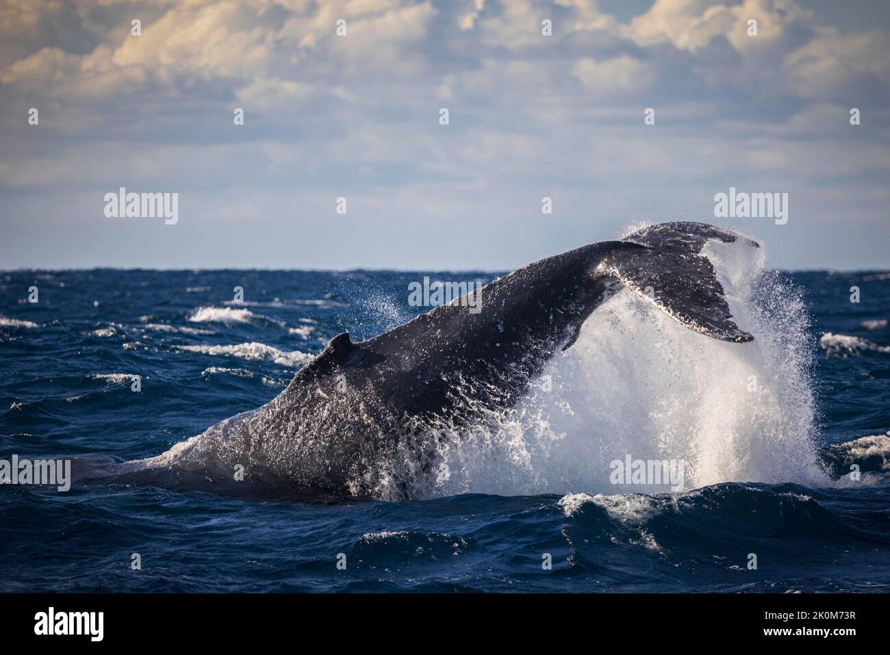 Humpback whale tail (peduncle) throw in choppy sea conditions Stock ...