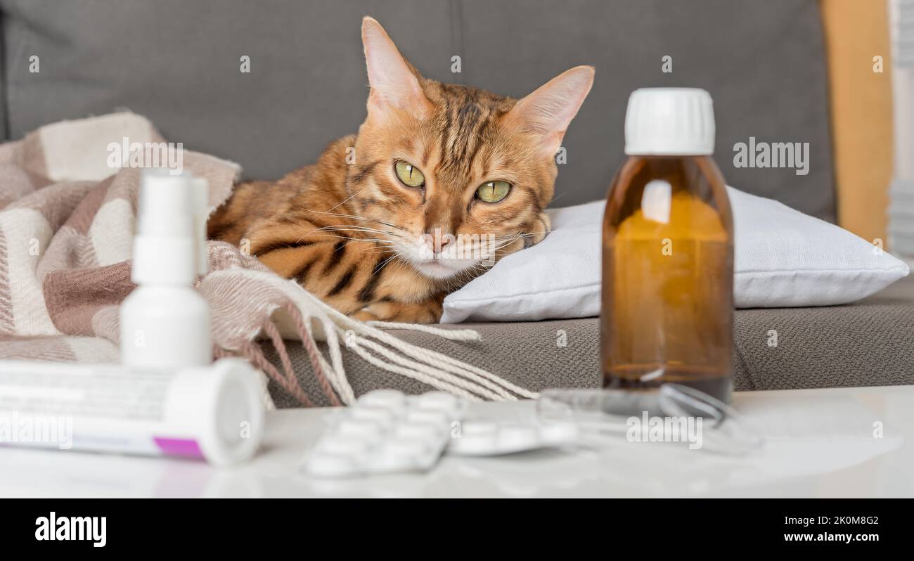 A sick cat lies on the couch, wrapped in a blanket. Bengal cat with flu ...