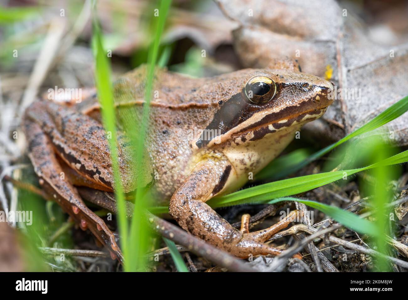 Meadow frog Rana temporaria belonging to the Ranidae family Stock Photo ...