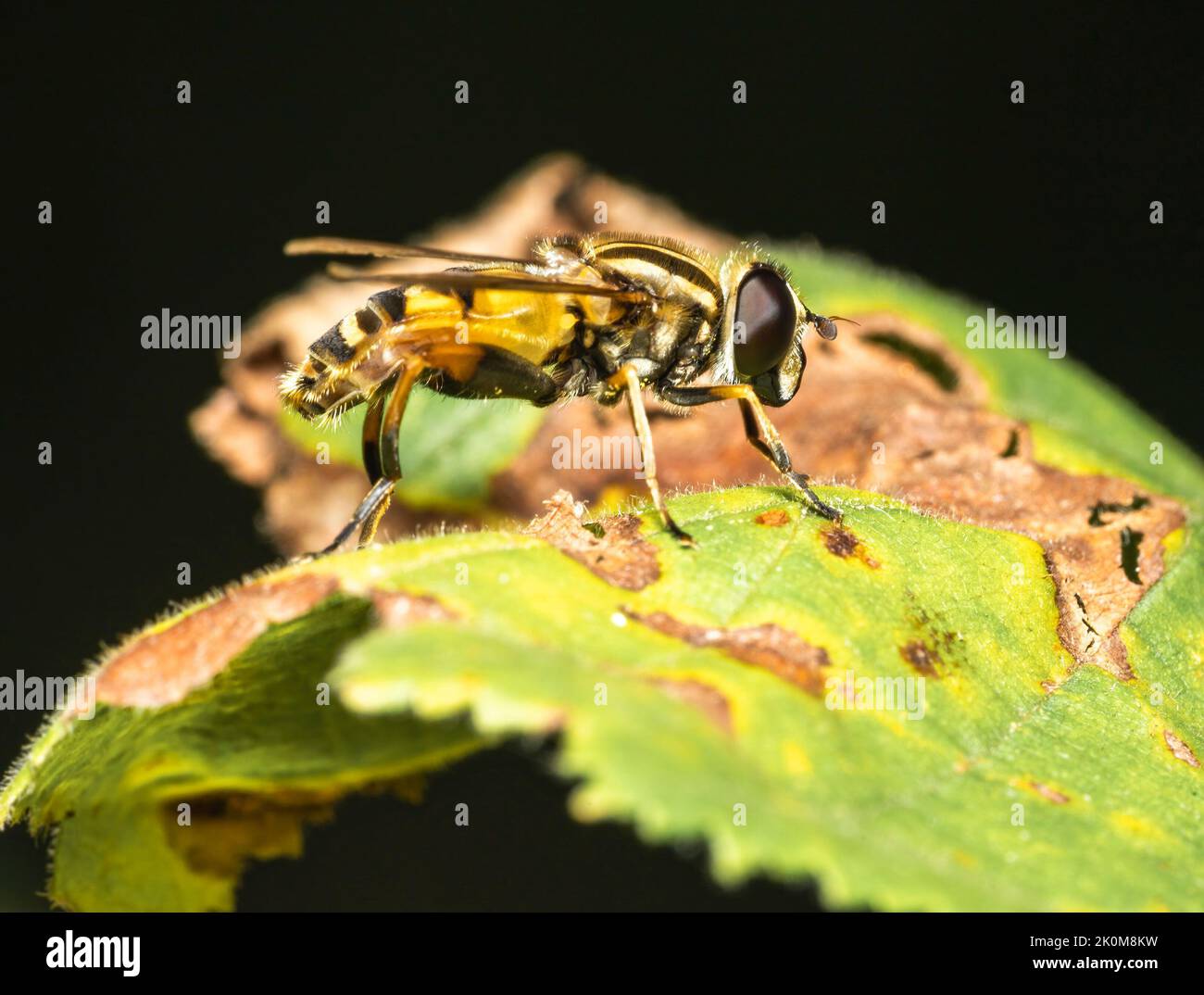 A kind of fly that is present on all continents Stock Photo - Alamy