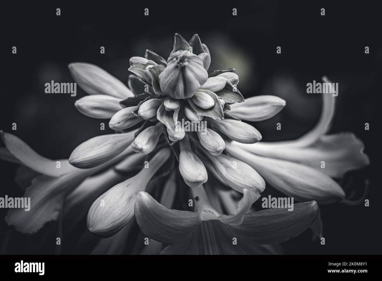 Pre bloom hi-res stock photography and images - Alamy