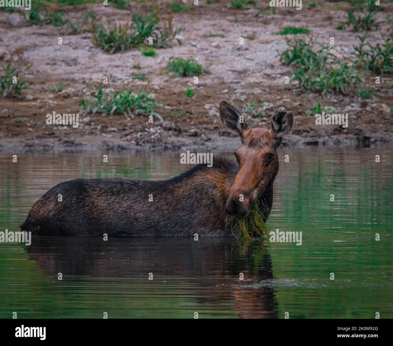 A closeup of a moose in a pond with grass in its mouth Stock Photo - Alamy